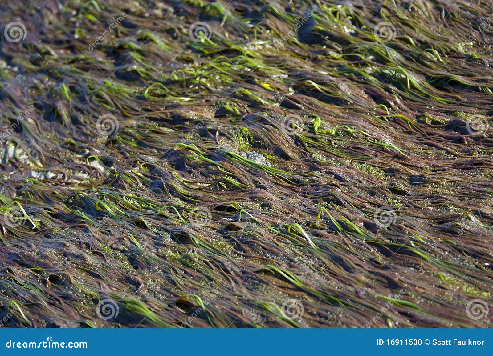 Sea weed stock photo. Image of slimy, ocean, weed, pattern - 16911500