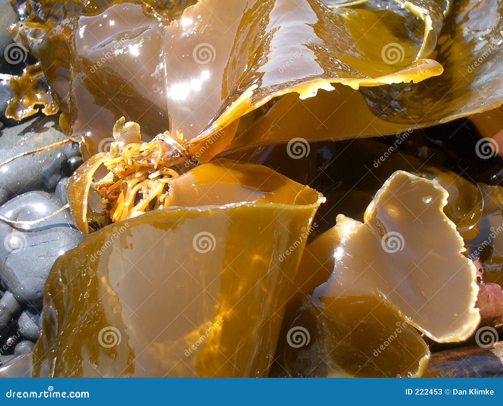 Sea Weed stock image. Image of pacific, weeds, beach, kelp - 222453