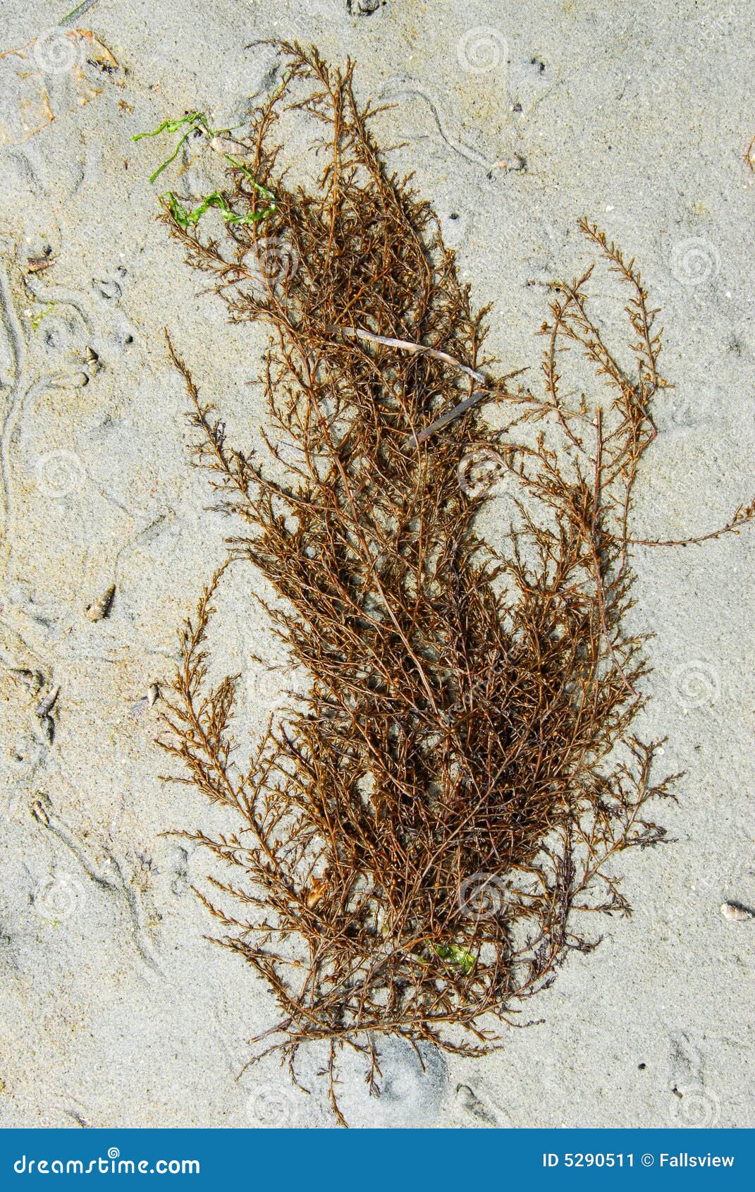 Sea weed on beach stock image. Image of ocean, painting - 5290511