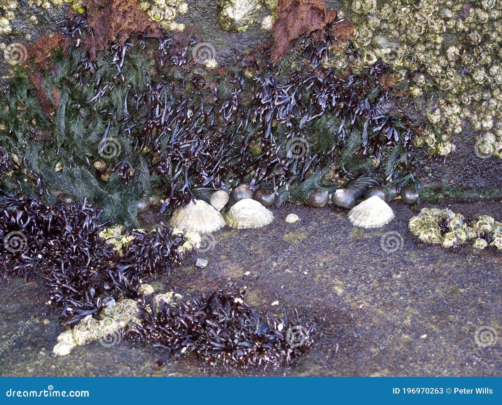 Sea weed and sea shells stock image. Image of wallpaper - 196970263
