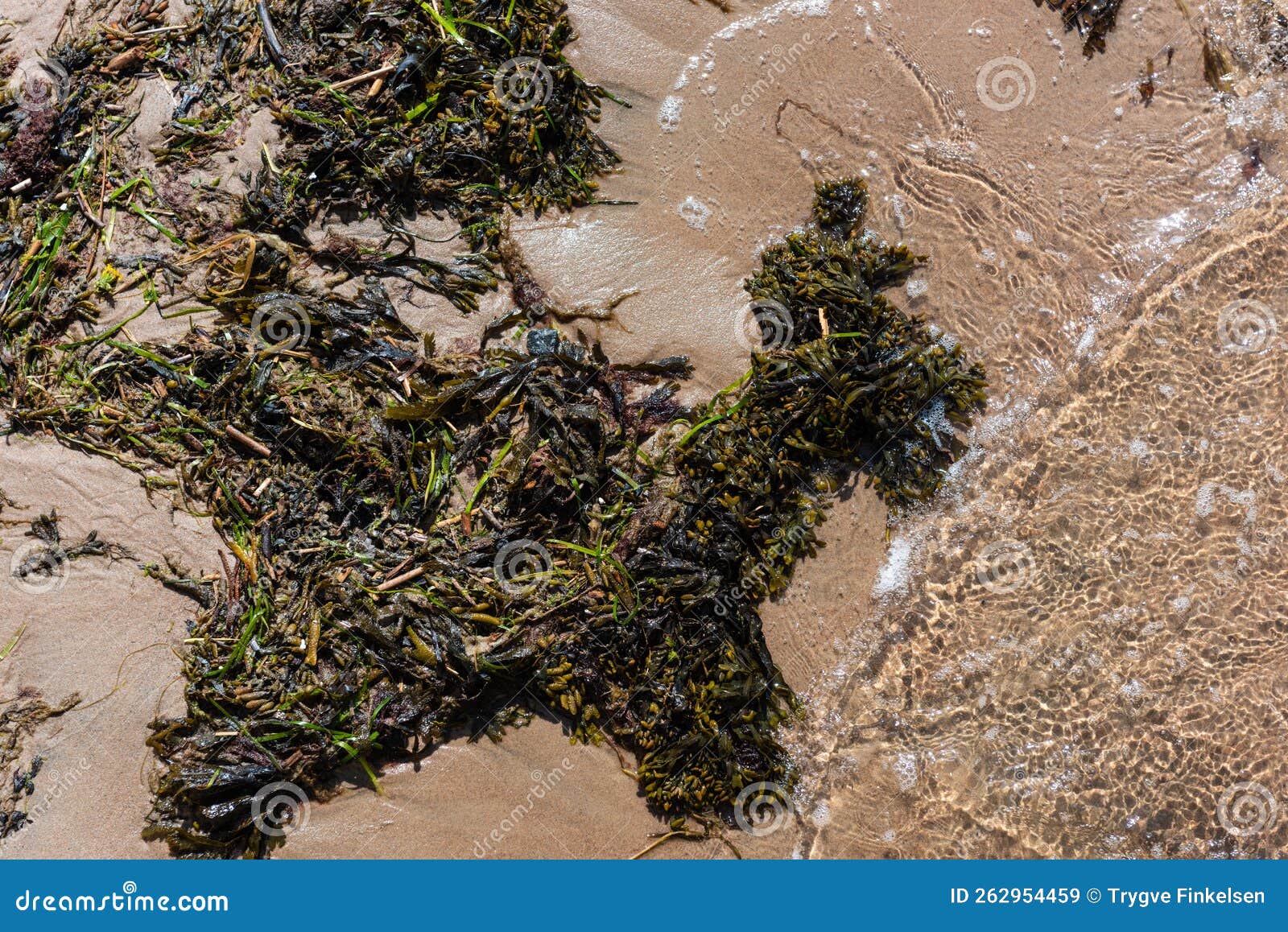 Sea Weed Washed on Shore on a Sand Beach.. Stock Image - Image of ...