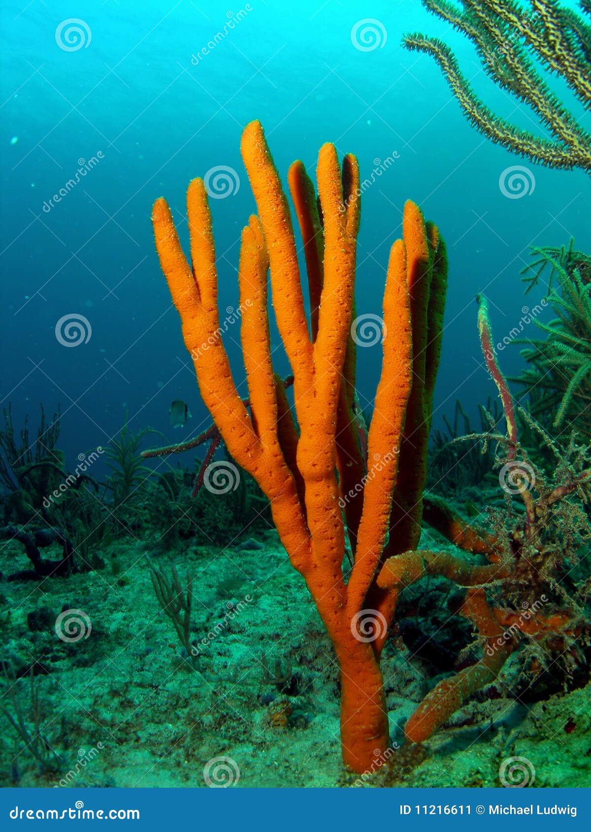 Sea Whip stock image. Image of blue, formation, south - 11216611