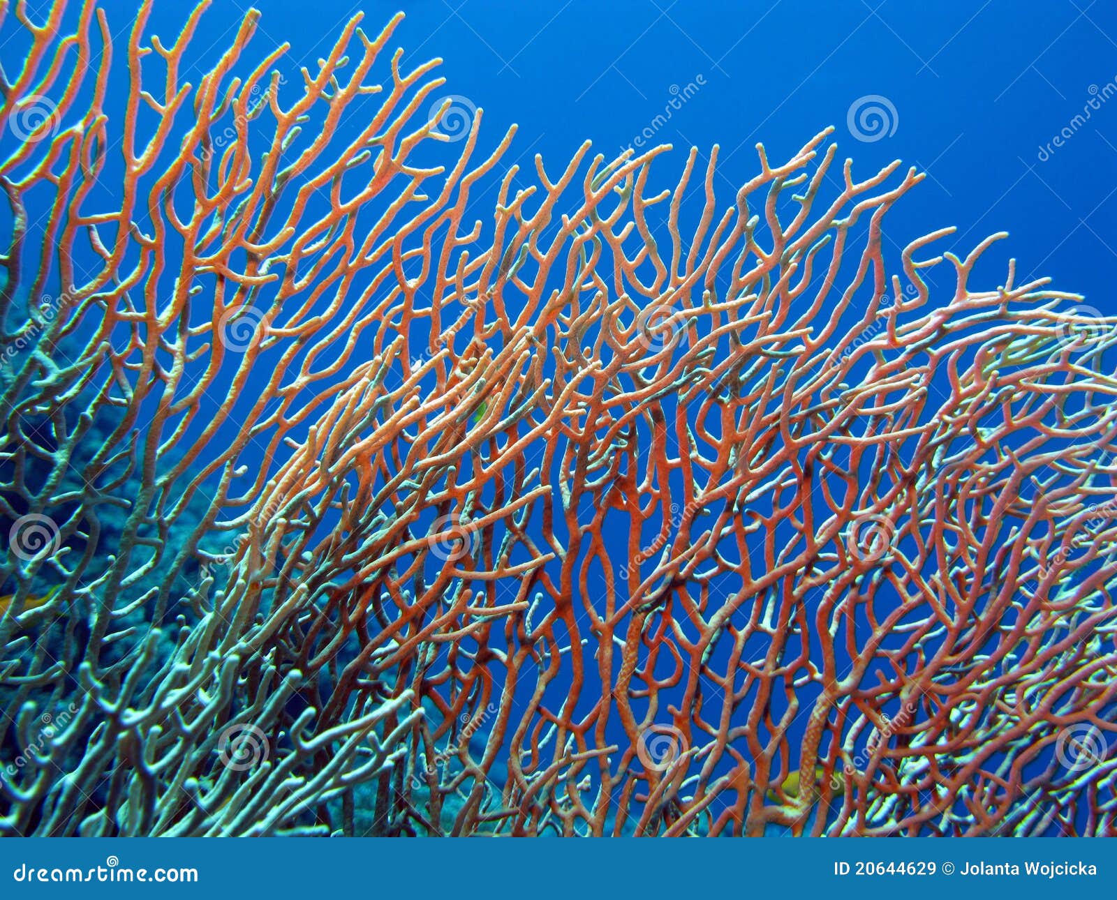 Sea whip on coral reef stock image. Image of gorgonian - 20644629