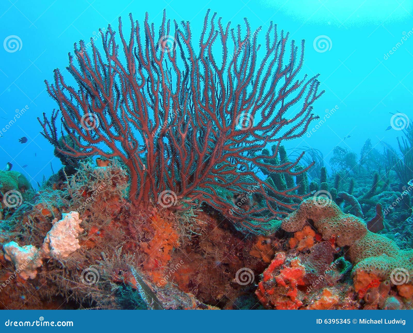 Sea Whip on a coral Reef stock image. Image of aqua, bahamas - 6395345