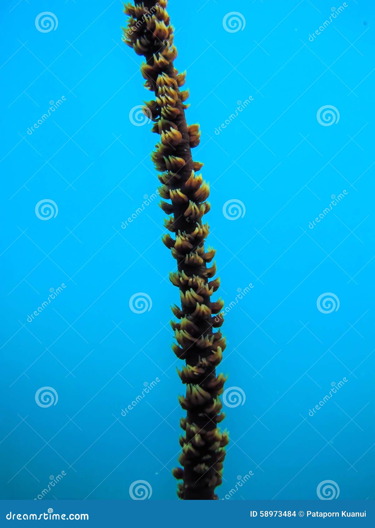 Sea whip stock photo. Image of coral, blue, pinnacle - 58973484