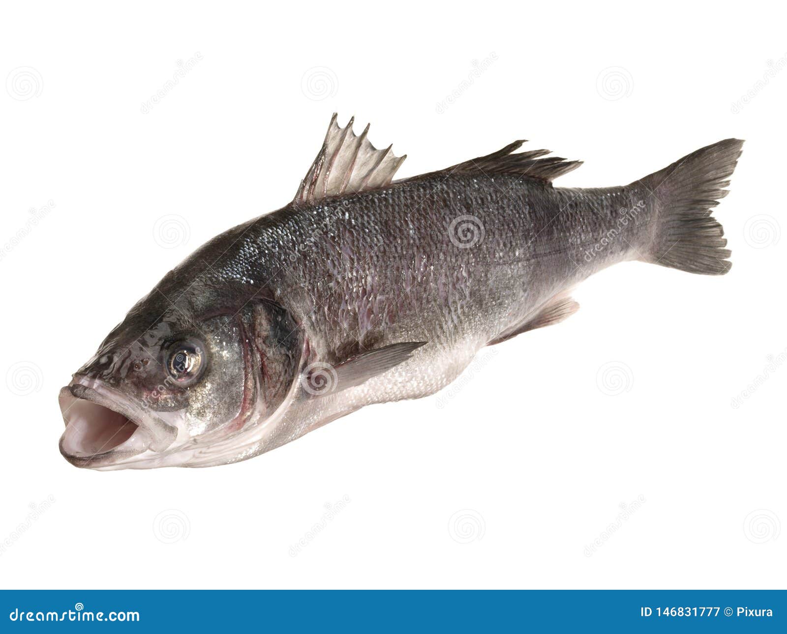 Sea Wolf - Fish stock image. Image of salad, animal - 146831777