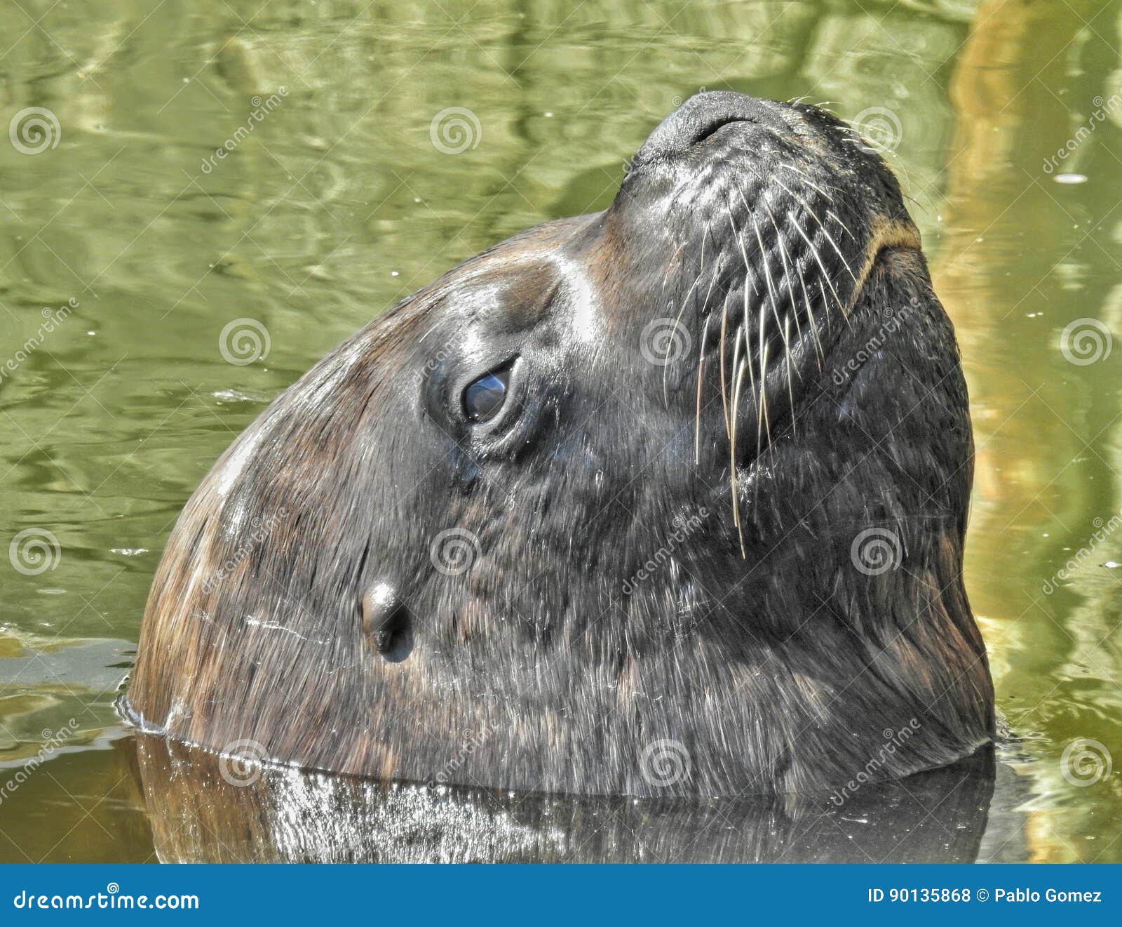Sea wolf stock photo. Image of seawolf, portrait, water - 90135868