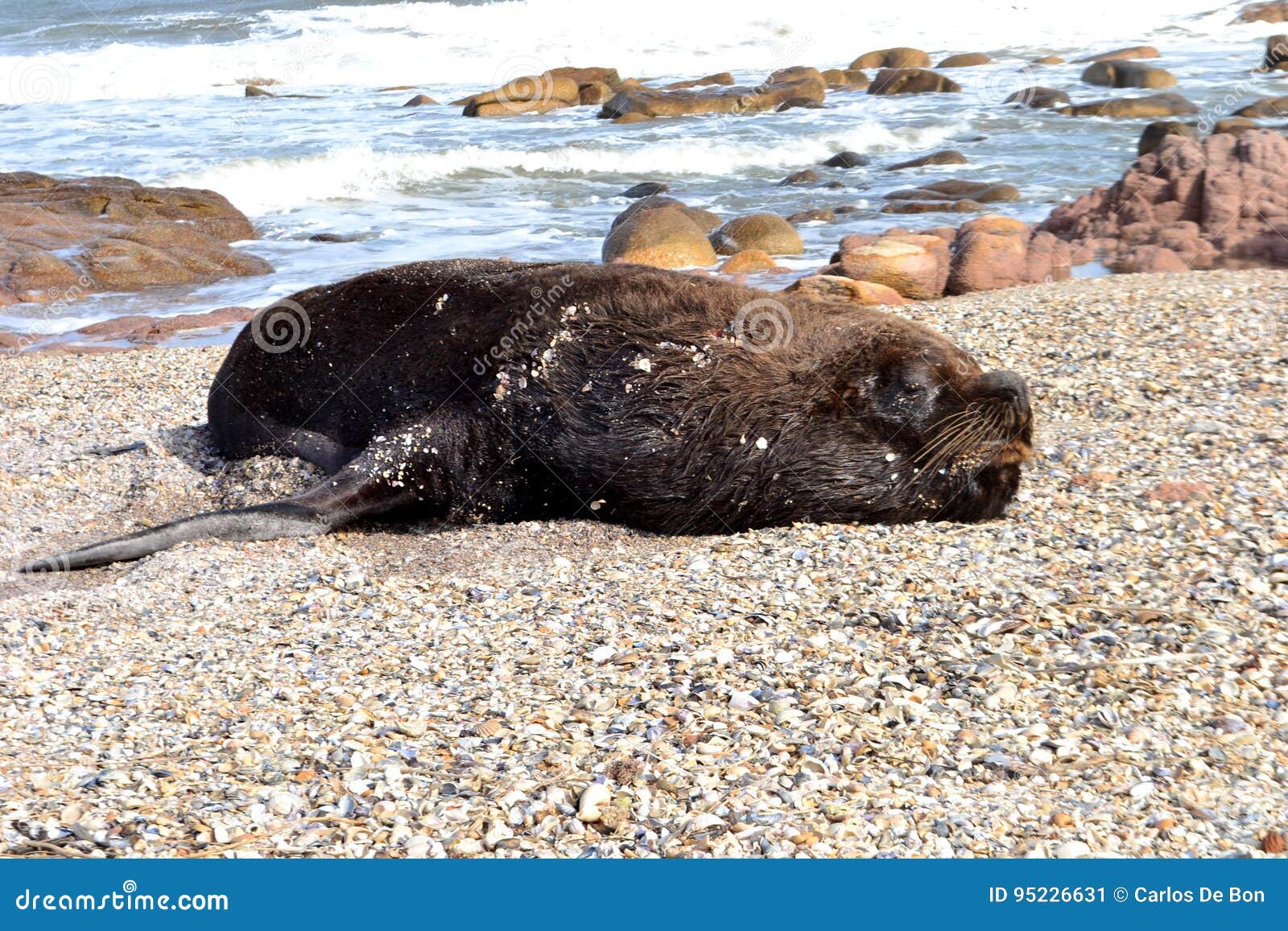 Sea wolf stock image. Image of wolf, uruguay, nature - 95226631