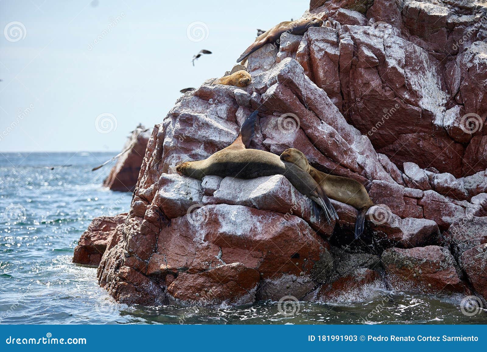 Sea Wolves Seals Sleeping and Heating Up Stock Image - Image of large ...