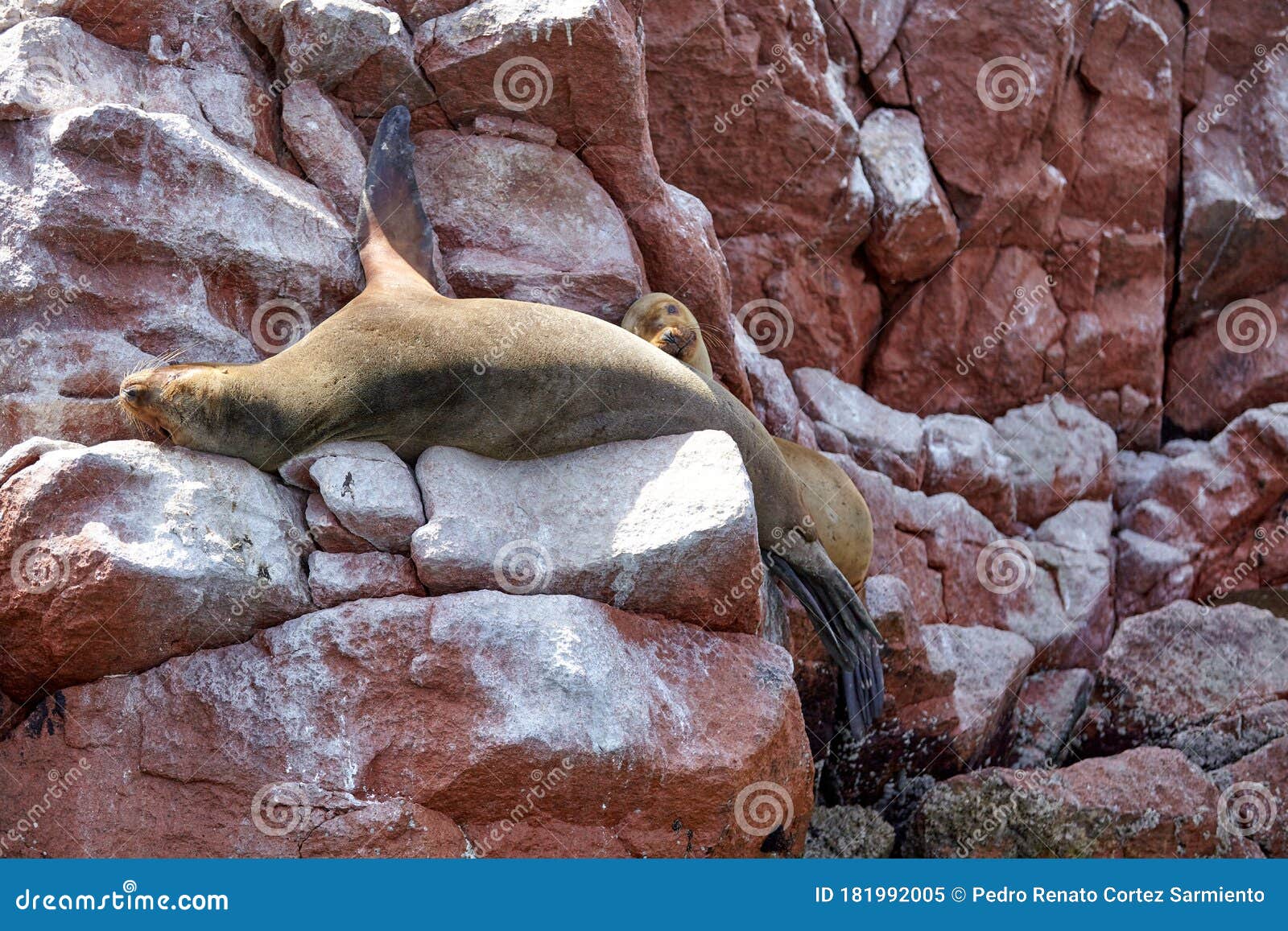 Sea Wolves Seals Sleeping and Heating Up Stock Image - Image of crowded ...