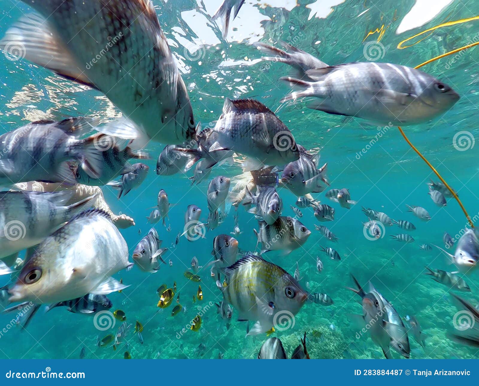 Sea world in Egypt stock image. Image of animal, seal - 283884487