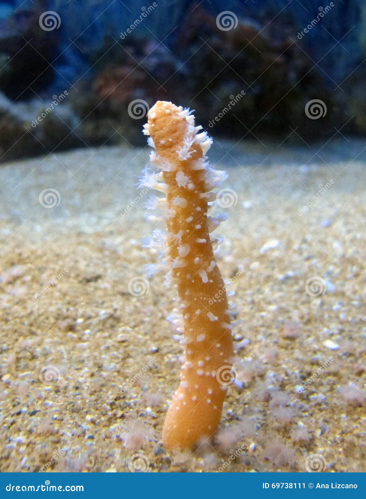 Sea worms stock image. Image of life, decorative, colorful - 69738111