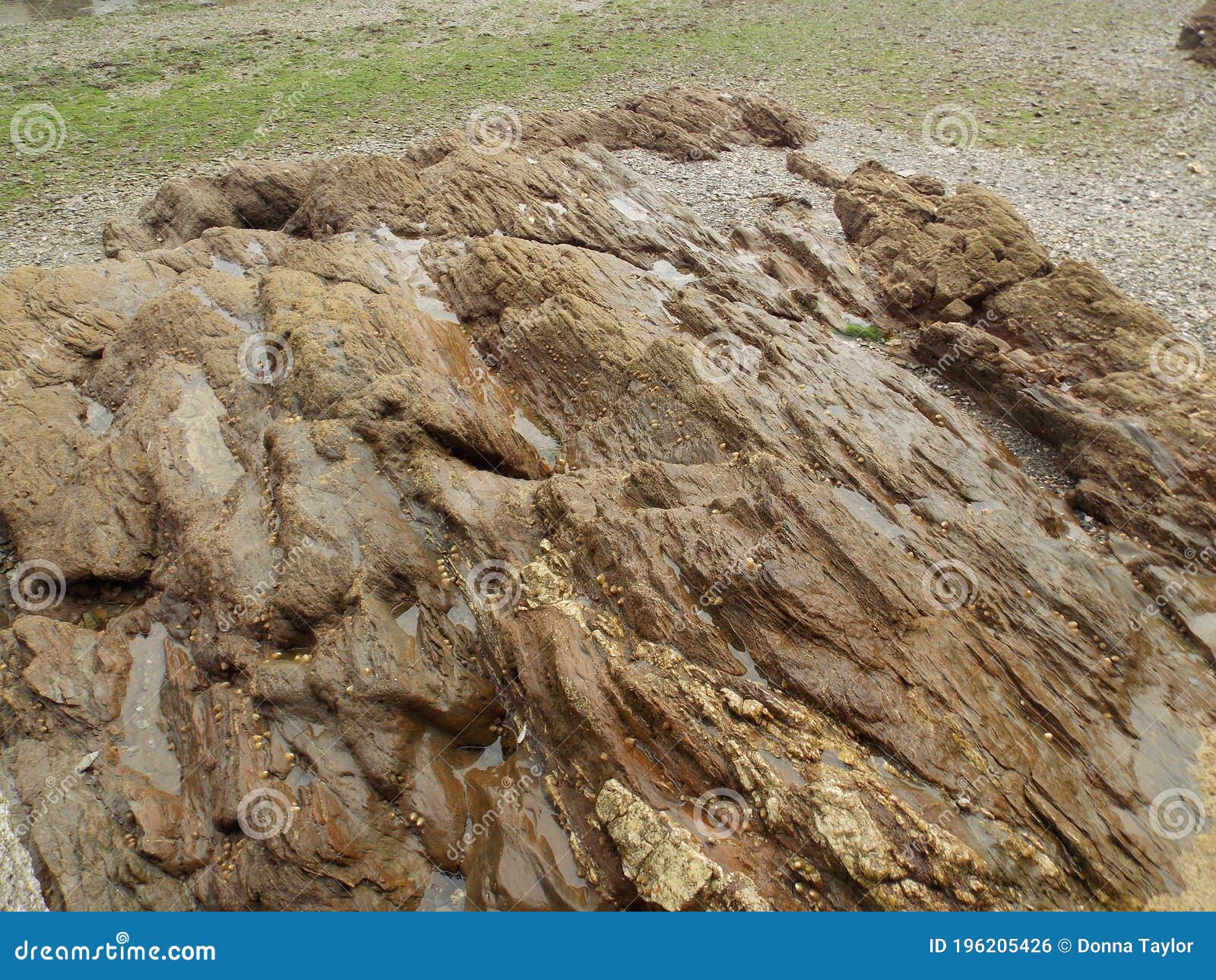 Sea Worn Rocks at Low Tides with Shells and Barnacles Stock Photo ...