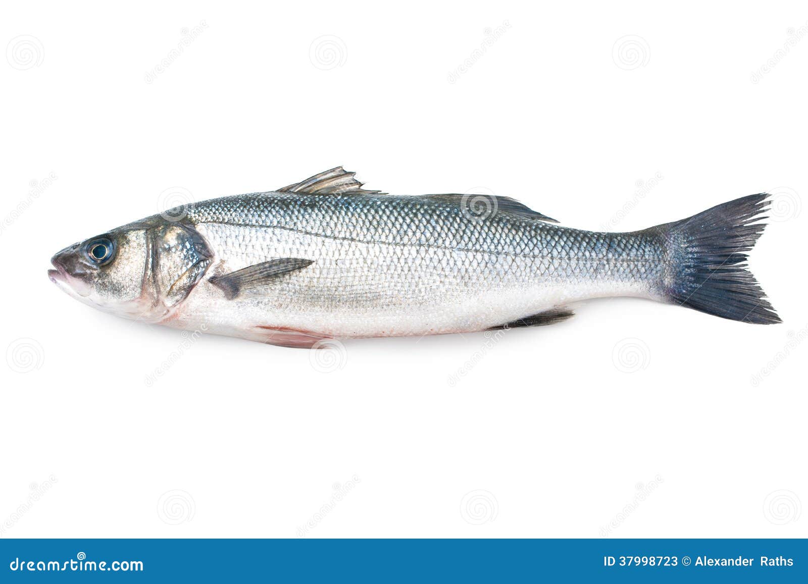 Seabass, Dicentrarchus Labrax Stock Image - Image of frozen, eating ...