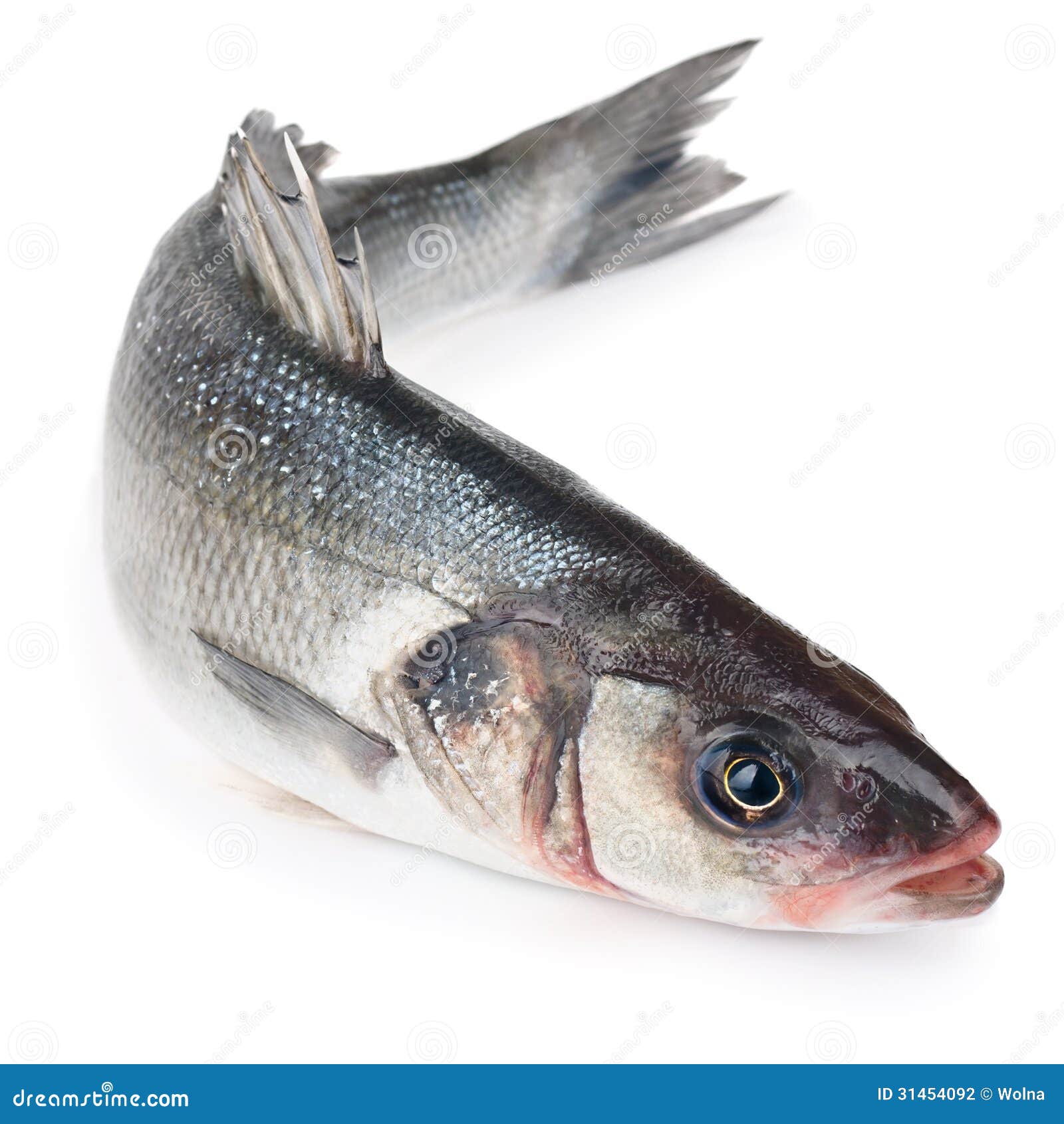 Seabass fish stock photo. Image of fishing, seabass, labrax - 31454092