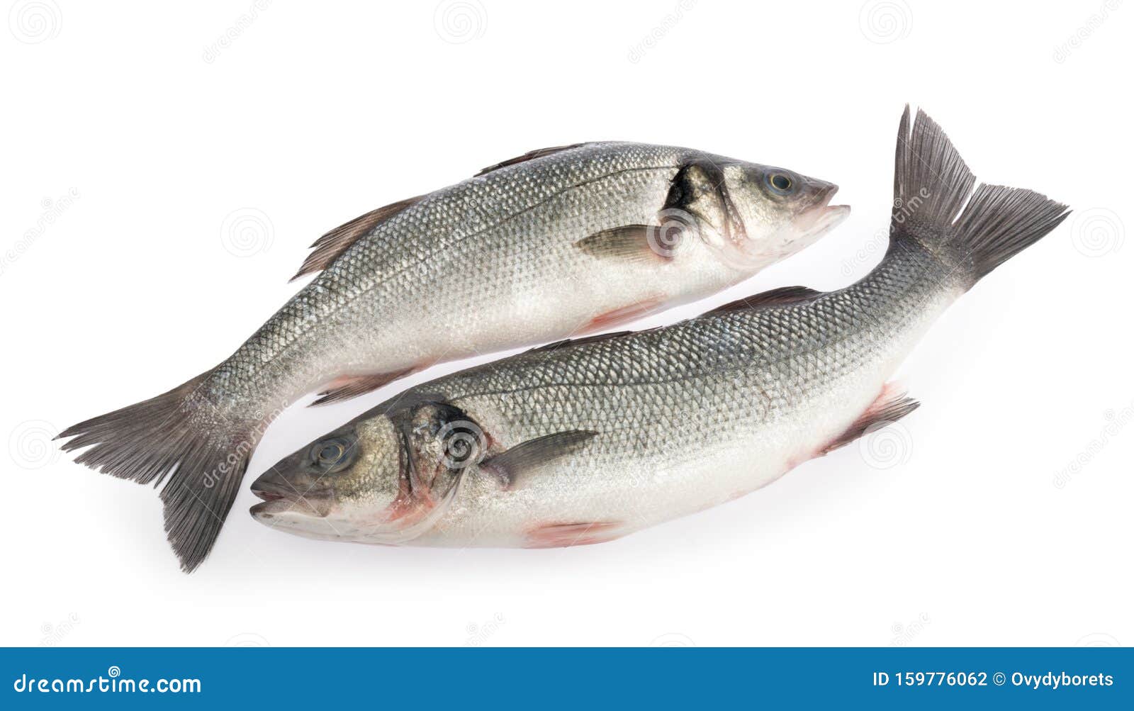 Two Seabass Fish On A Plate Stock Photo | CartoonDealer.com #11488230