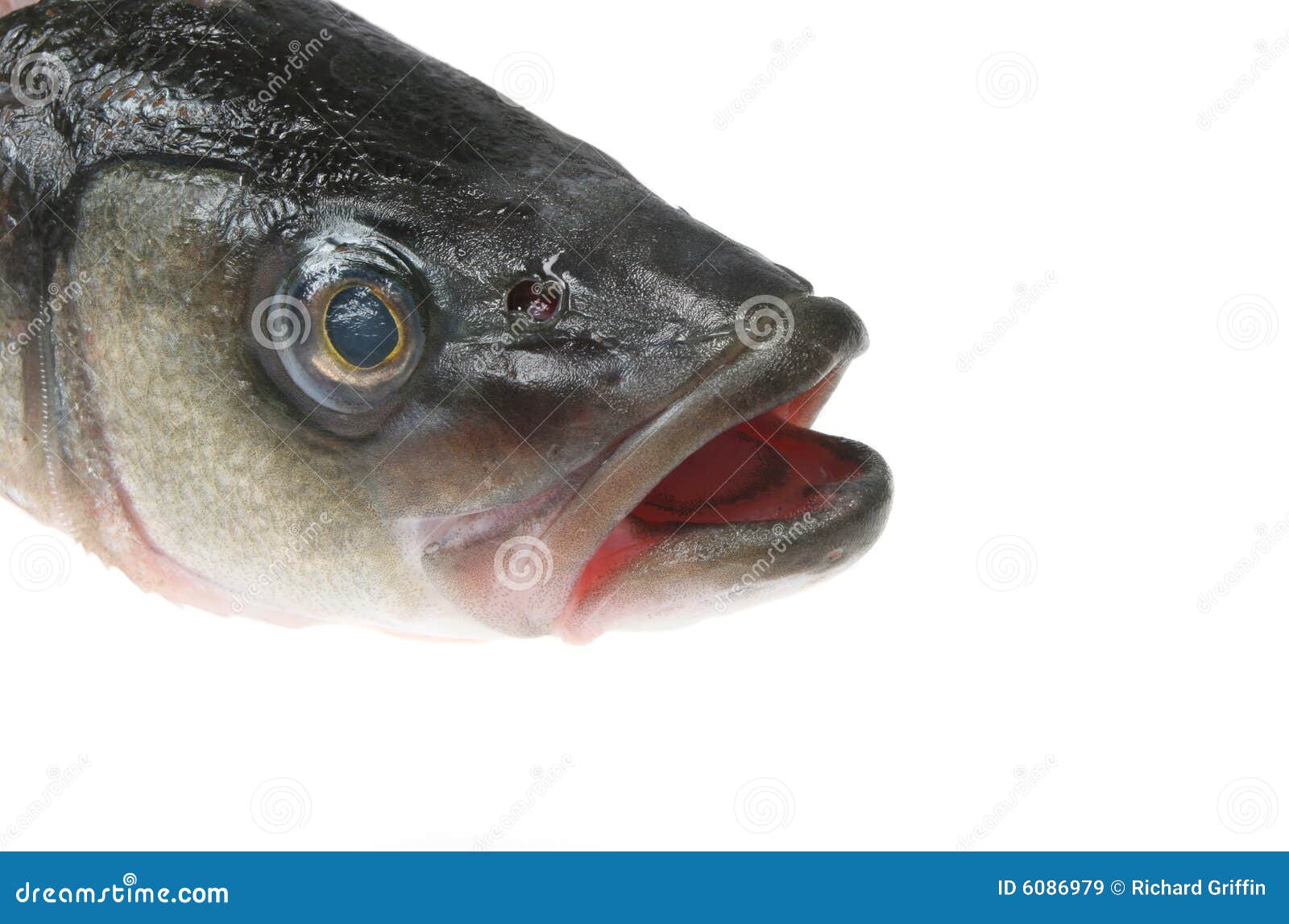 Seabass head stock image. Image of mouth, scale, head - 6086979