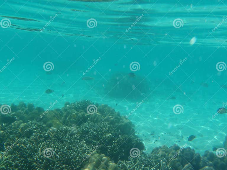Seabed stock photo. Image of andaman, coral, water, asia - 14005942