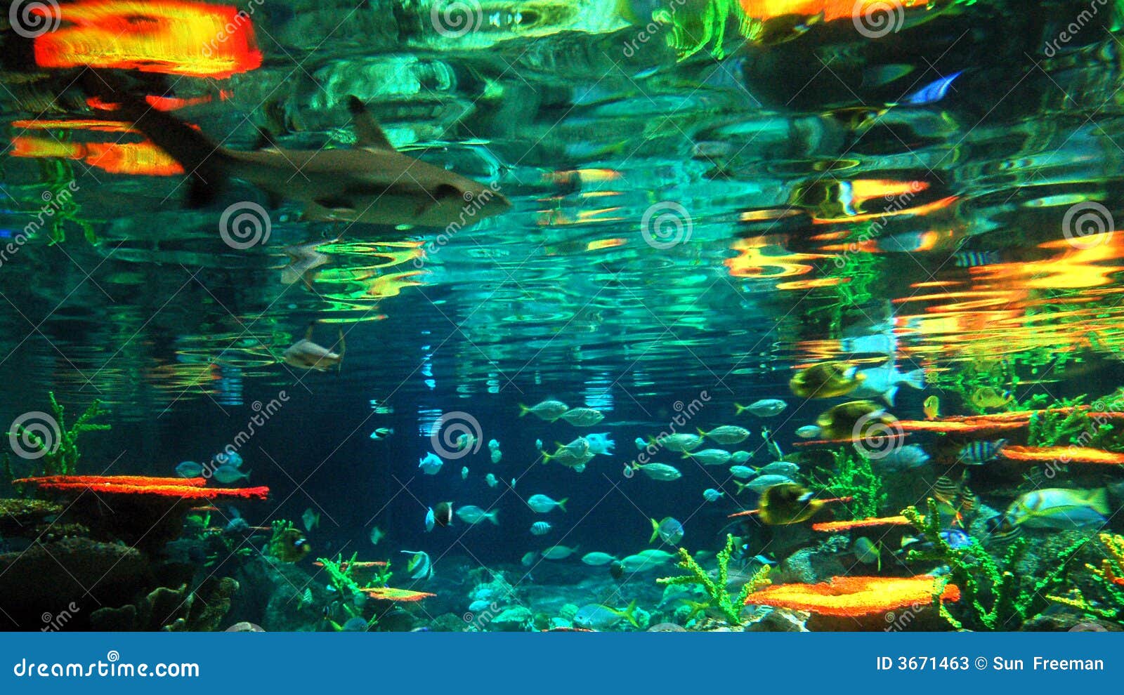 Seabed stock image. Image of costa, anemone, benthal, jellyfish - 3671463