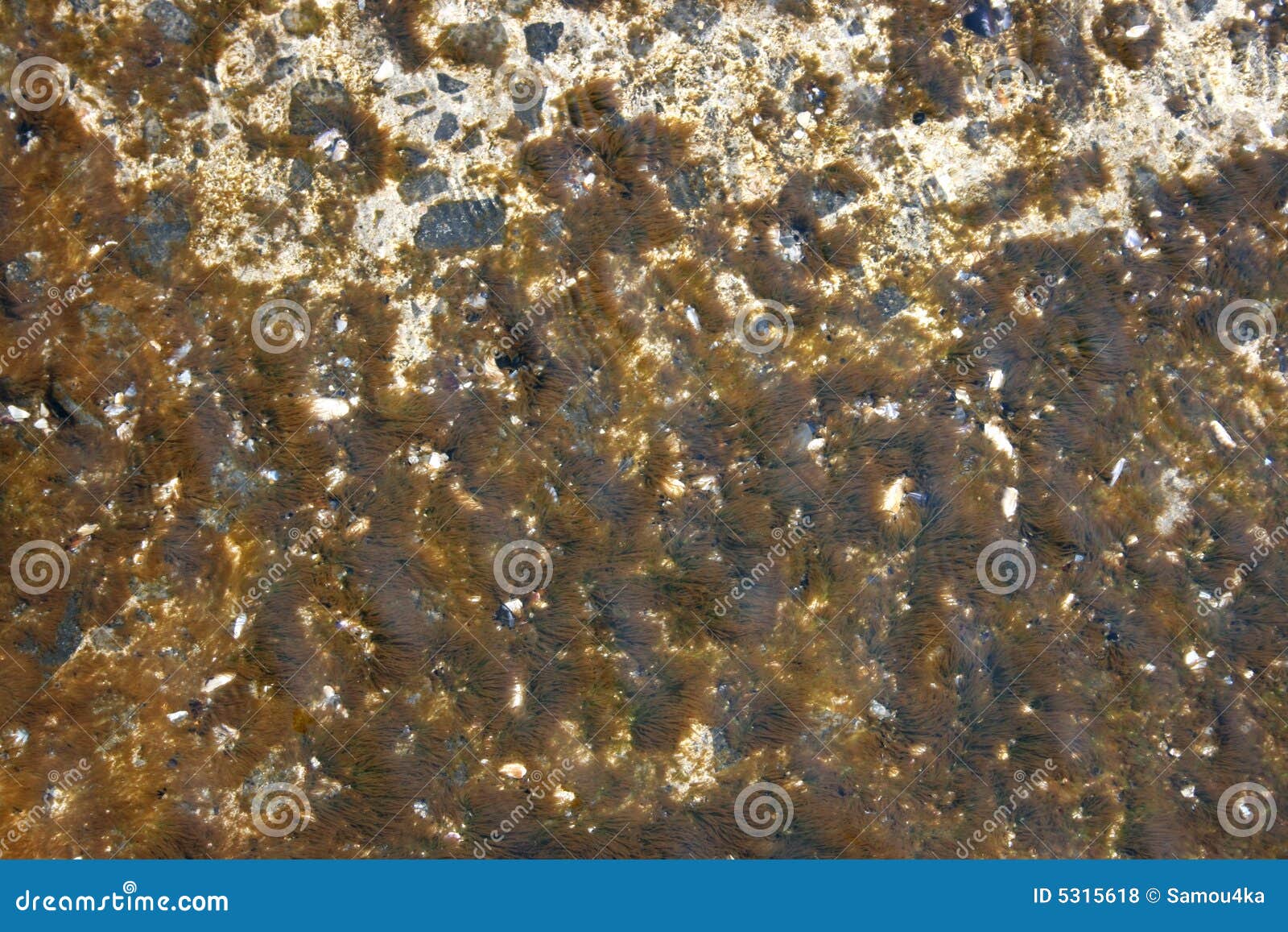 Seabed stock photo. Image of stone, seaweed, seabed, water - 5315618