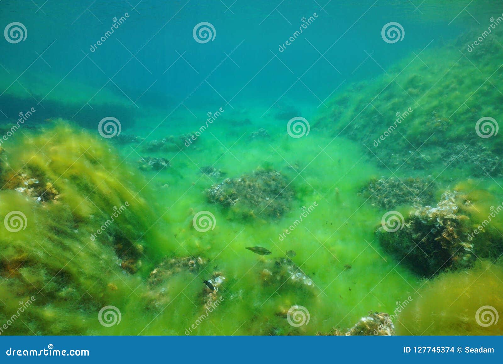 293 Algal Covered Stock Photos - Free & Royalty-Free Stock Photos from ...