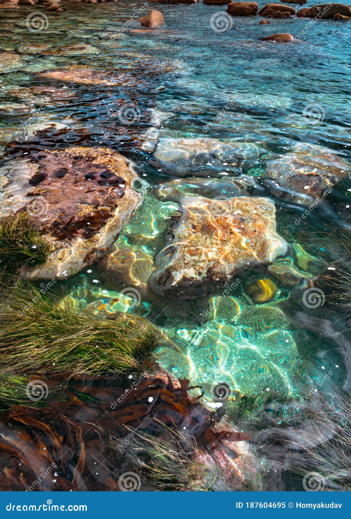 Seabed with Large Stones and Algae Stock Image - Image of underwater ...