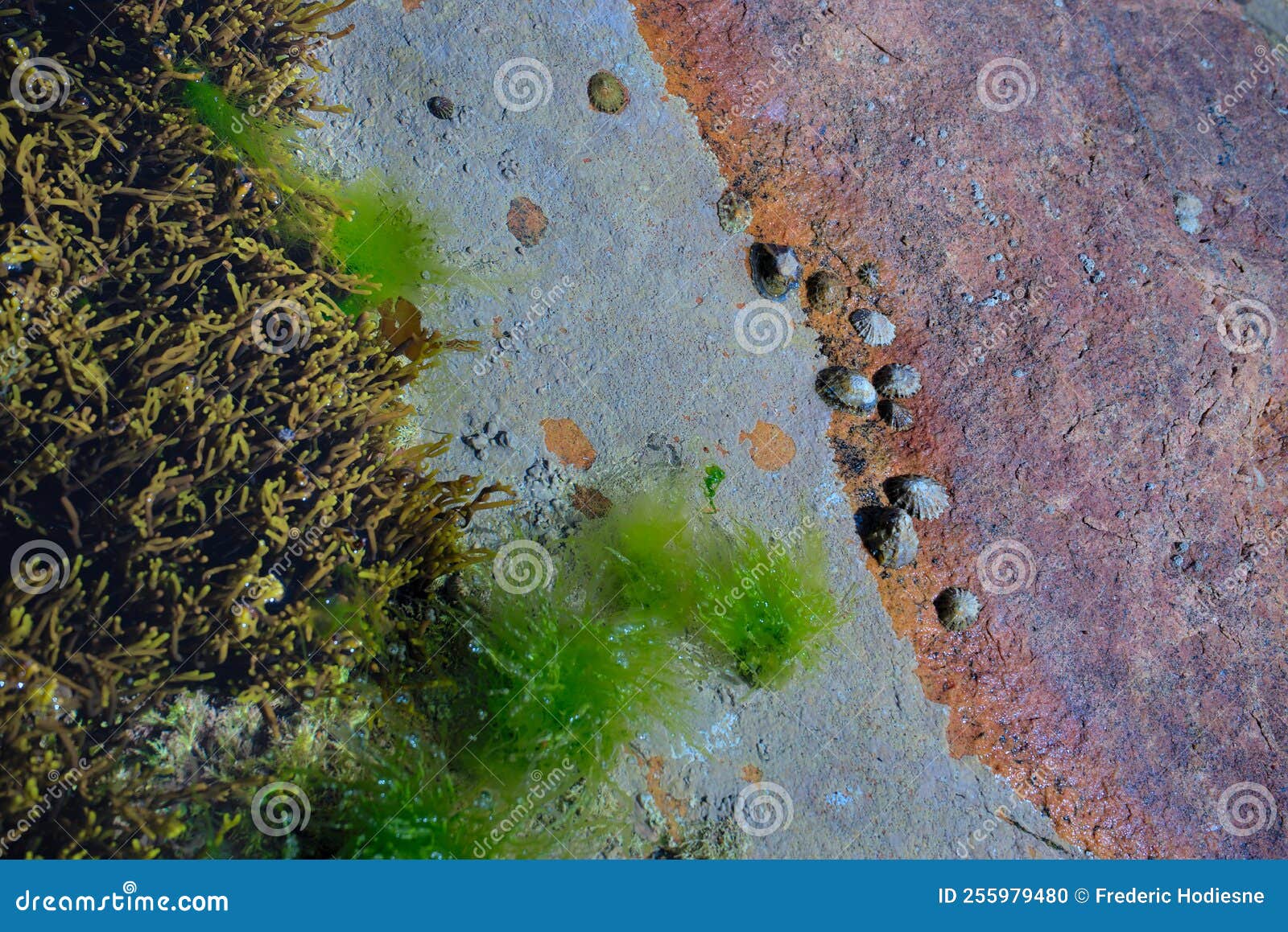 Seabed at Low Tide with Seaweed and Shells Stock Photo - Image of ...