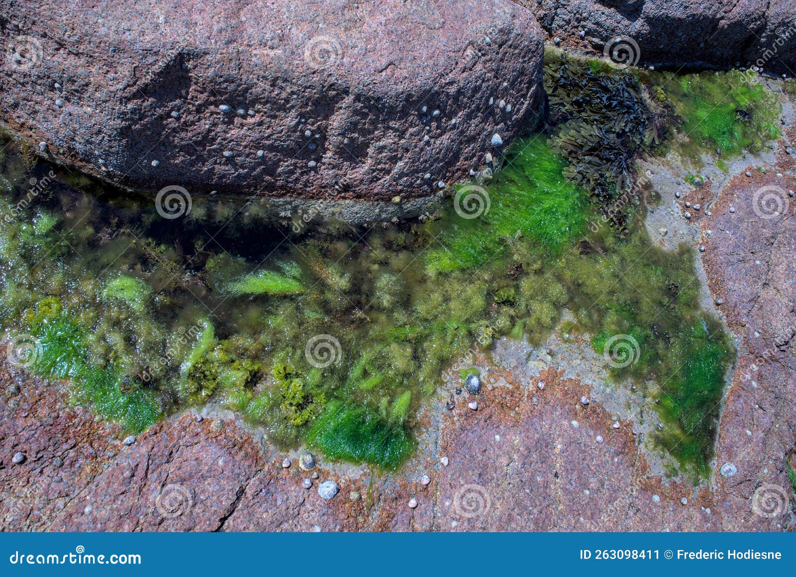 Seabed at Low Tide with Seaweed and Shells Stock Image - Image of ...