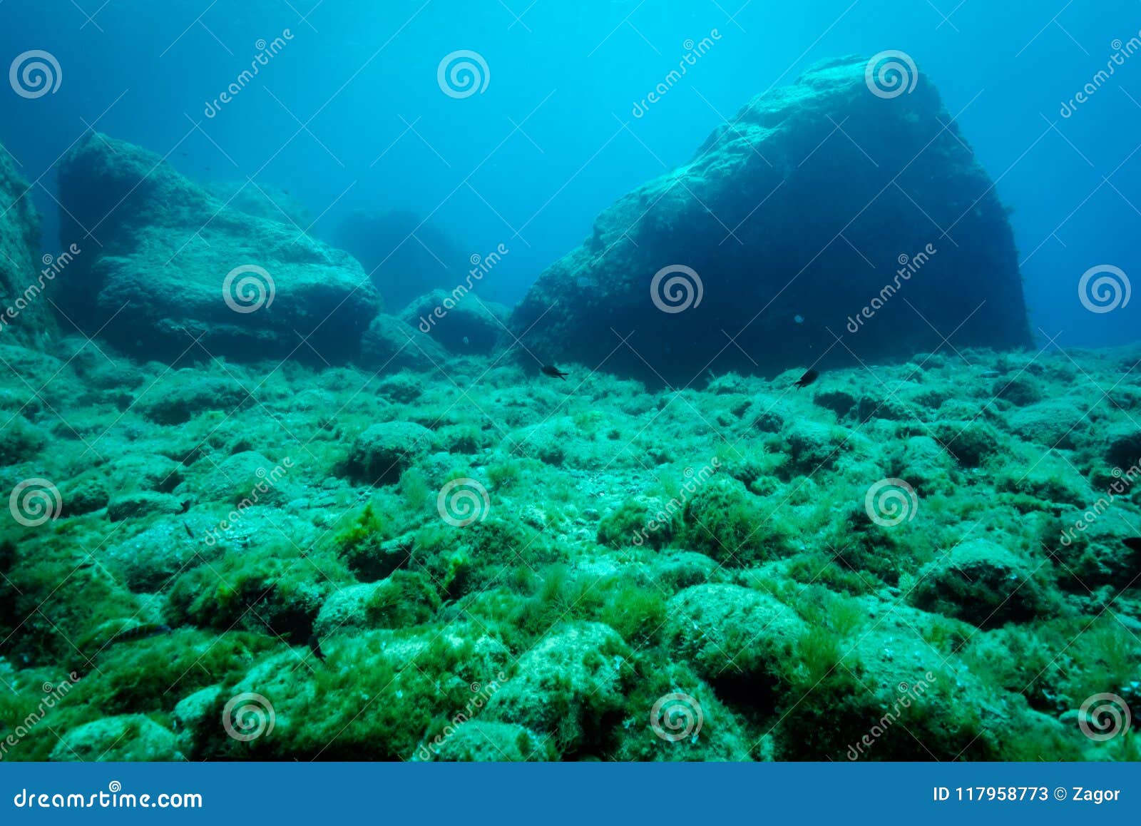 Seabed in the Mediterranea Sea Stock Image - Image of dive ...