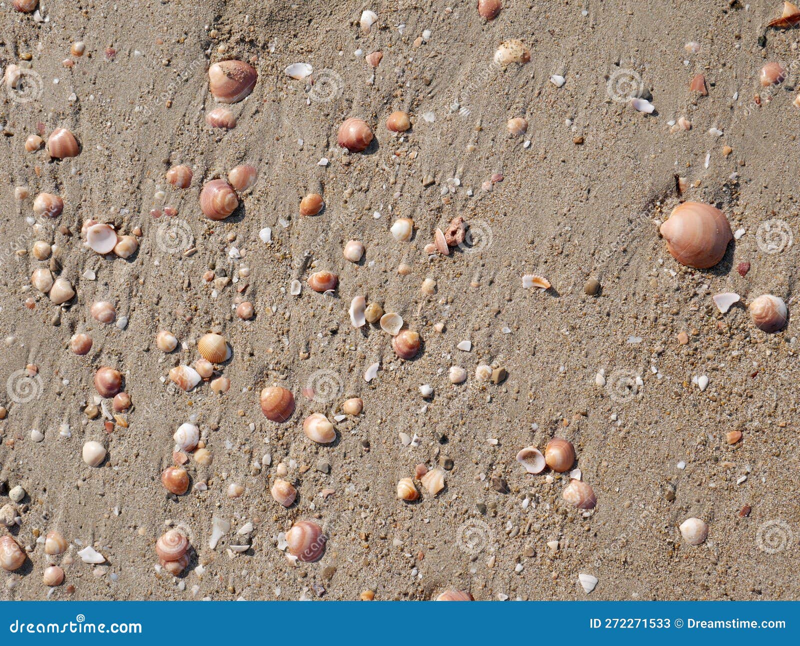 Seabed with Pebbles and Seashells Stock Image - Image of wall, light ...