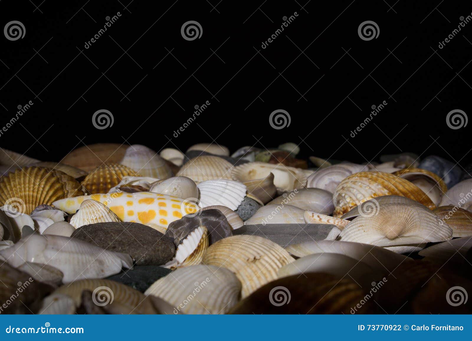 Seabed photographed stock photo. Image of shells, shell - 73770922