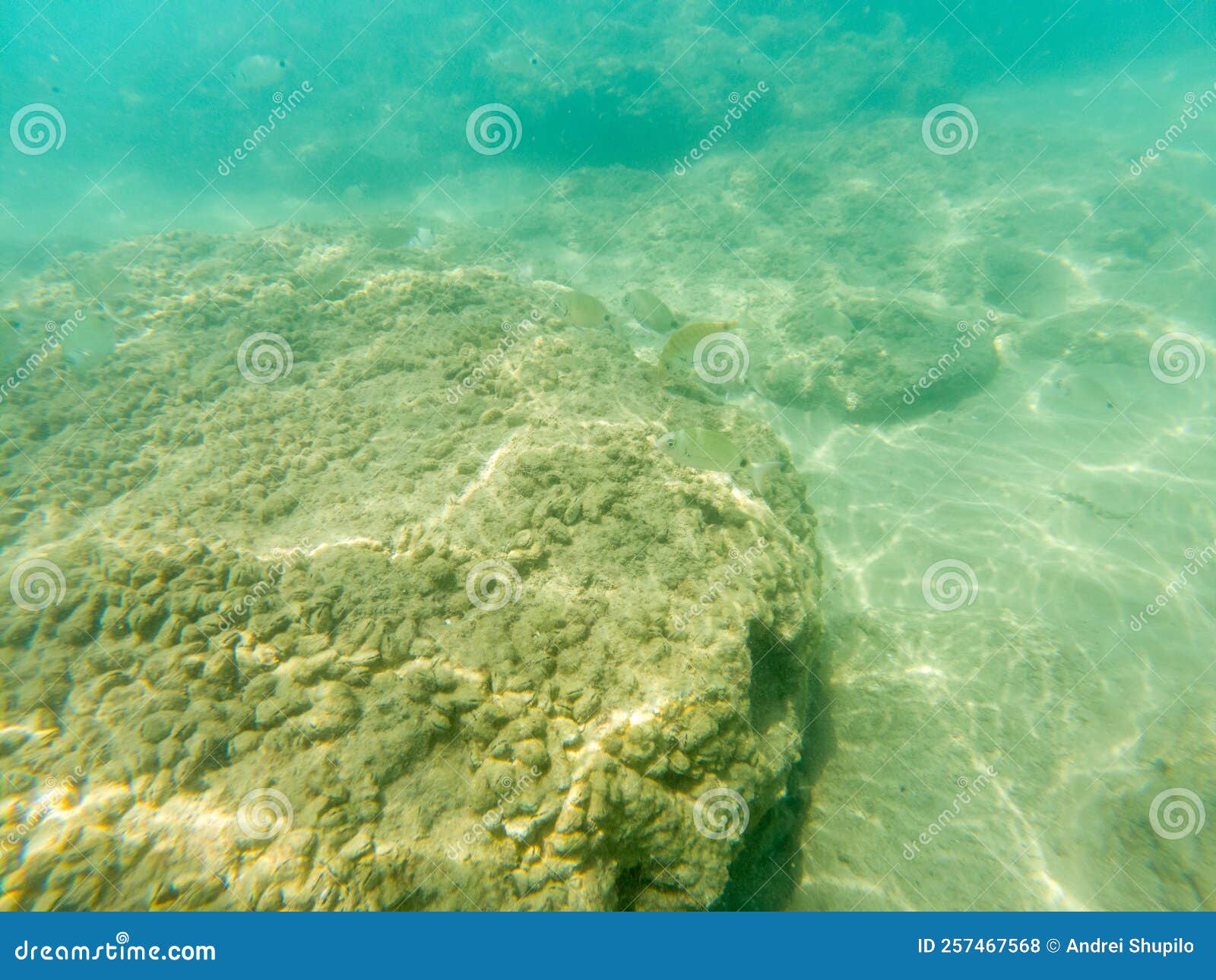 Seabed in Shells on the Rocks. Stock Photo - Image of life, closeup ...