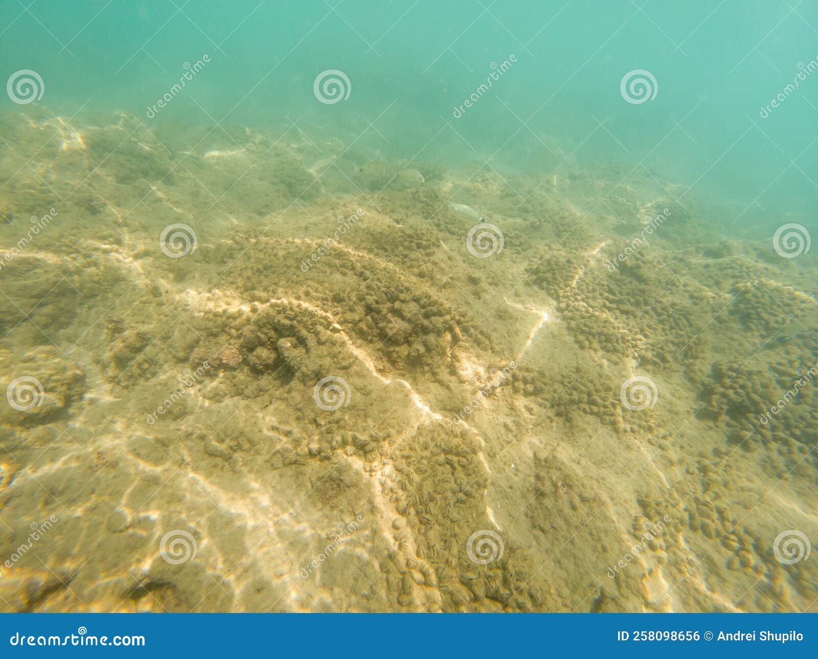 Seabed in Shells on the Rocks. Stock Photo - Image of nature, aquatic ...