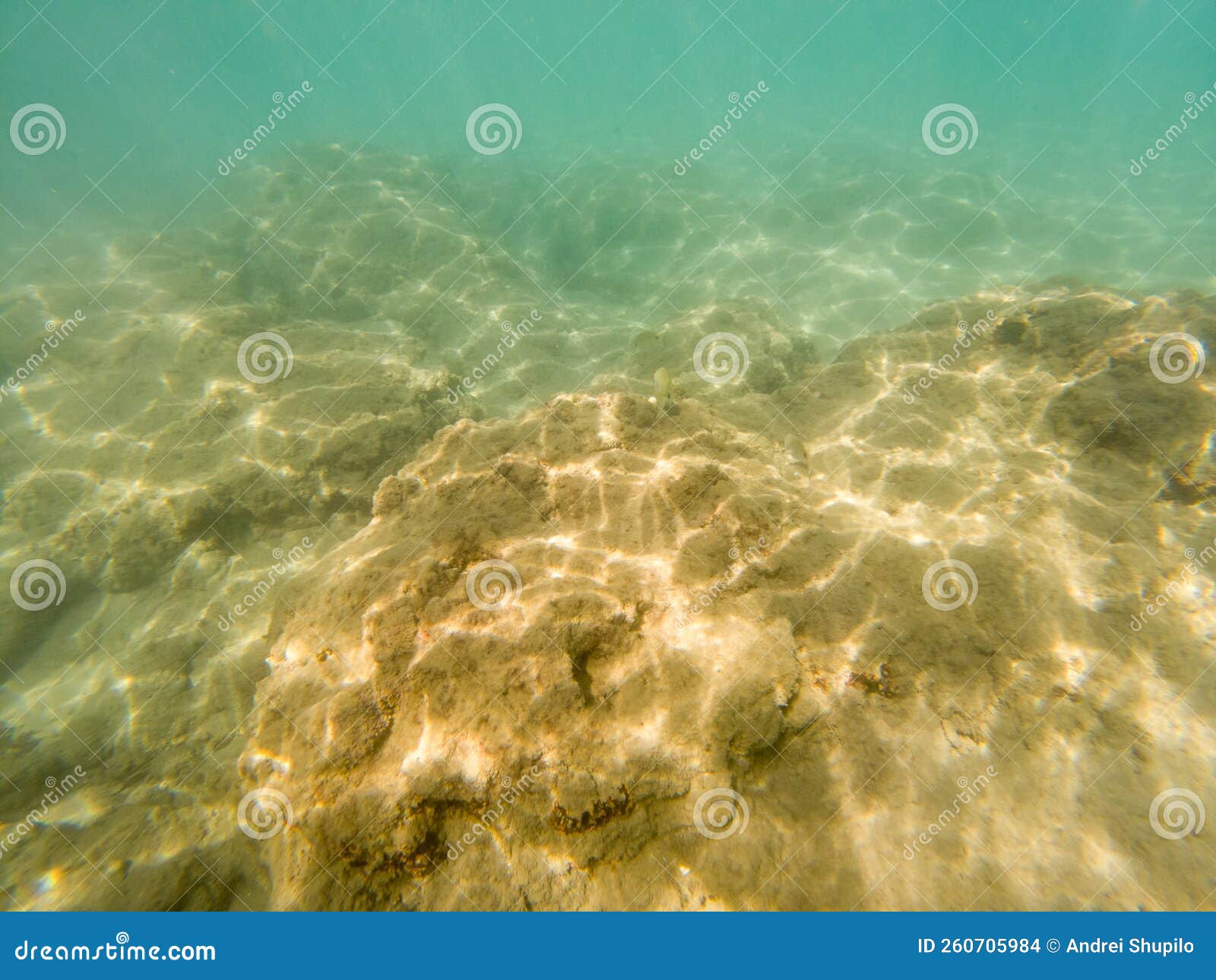 Seabed in Shells on the Rocks. Stock Photo - Image of life, wild: 260705984