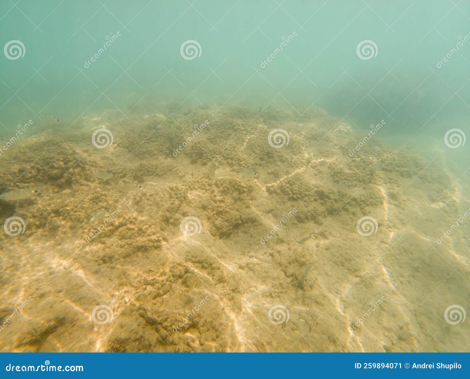 Seabed in Shells on the Rocks. Stock Image - Image of aquarium, water ...