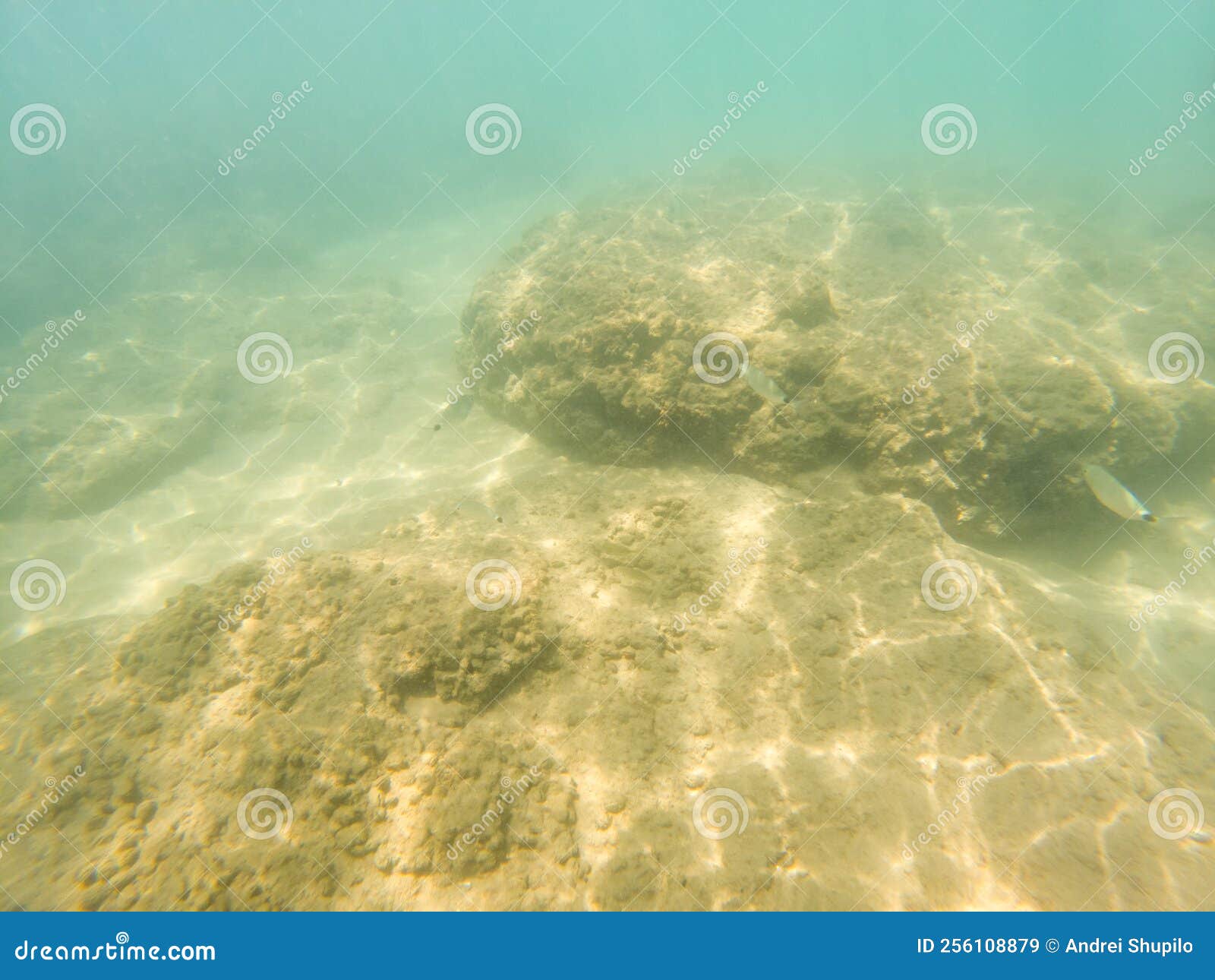 Seabed in Shells on the Rocks. Stock Image - Image of aquarium ...
