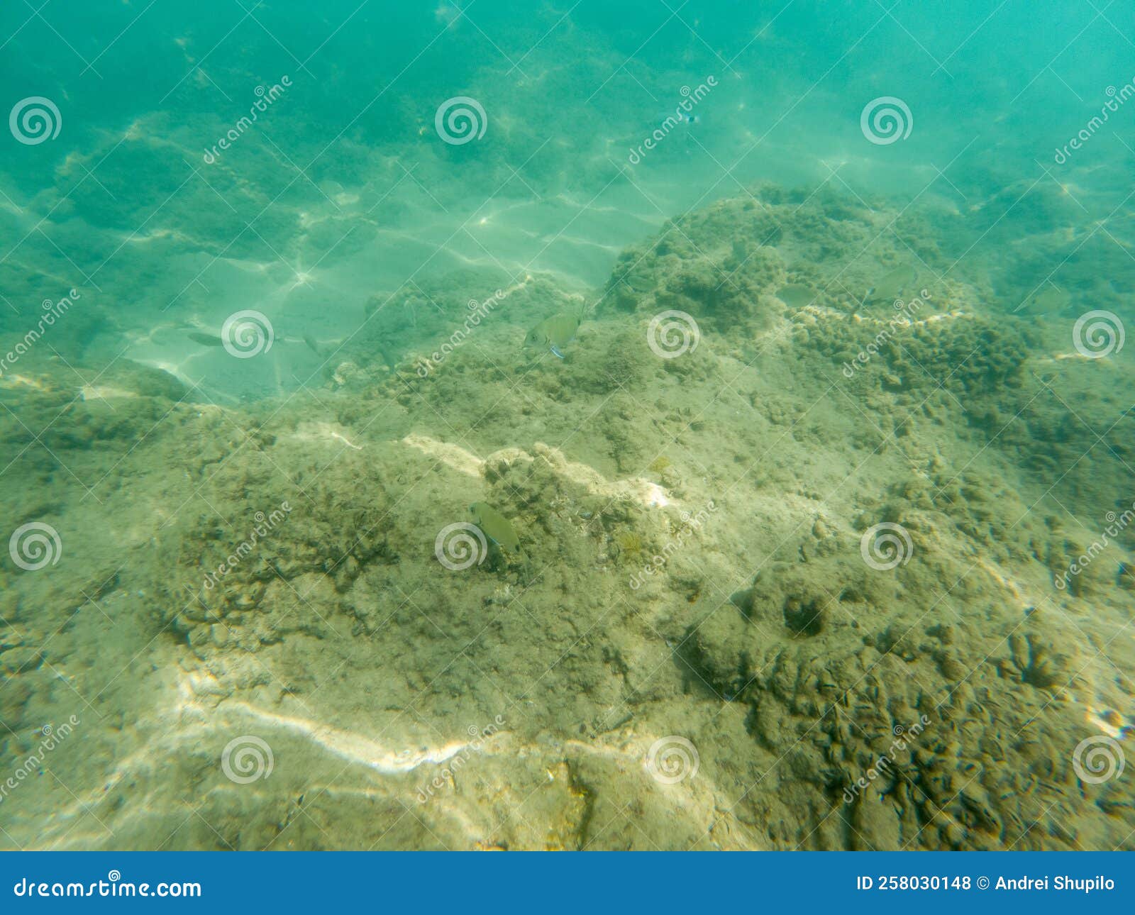 Seabed in Shells on the Rocks. Stock Photo - Image of animal, sand ...