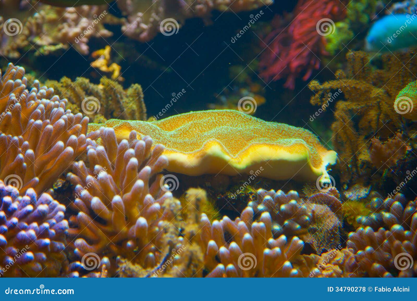 Seabed stock photo. Image of sealife, life, nature, panorama - 34790278