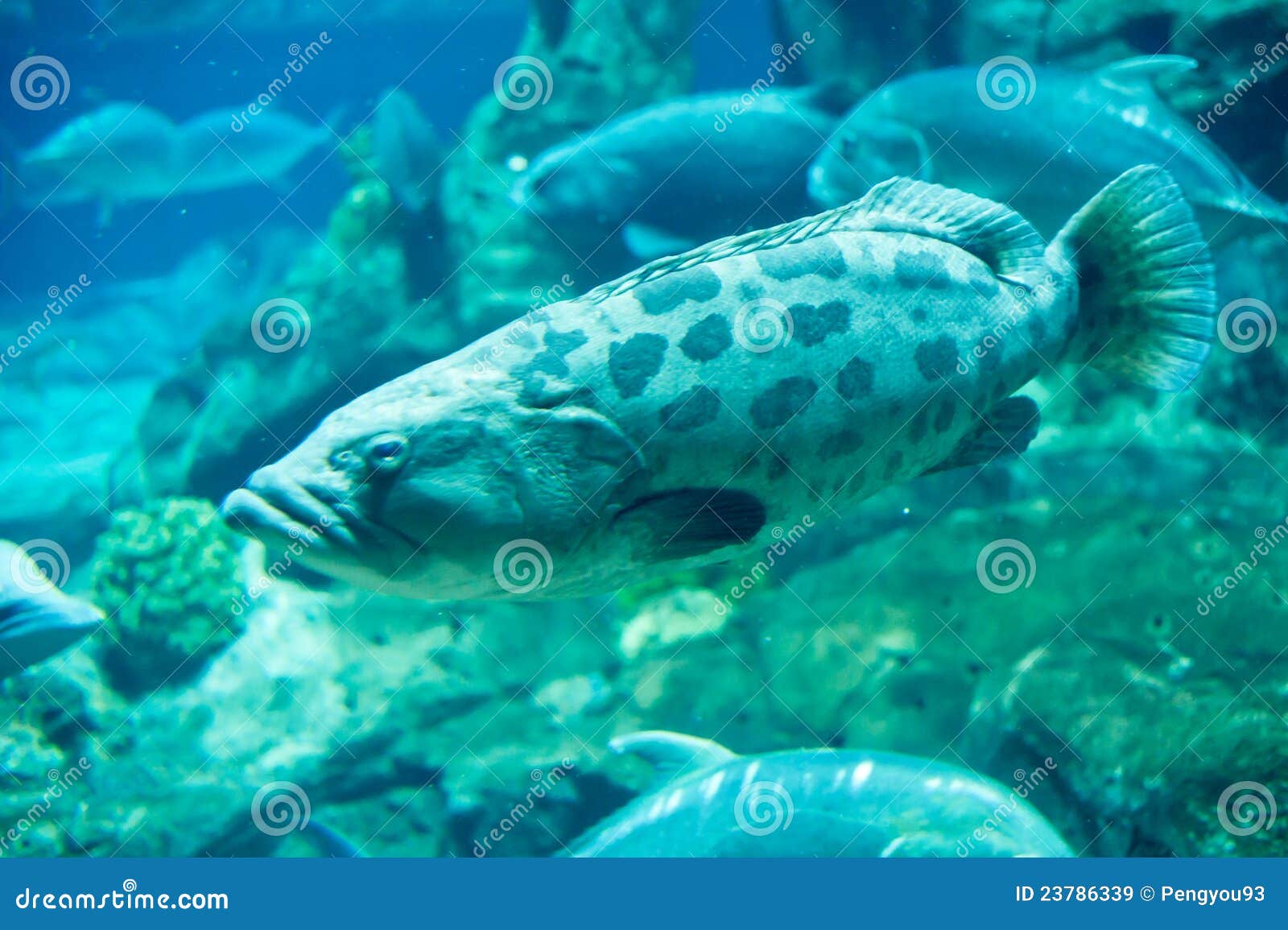 Seabed to a deep-sea fish stock image. Image of similan - 23786339