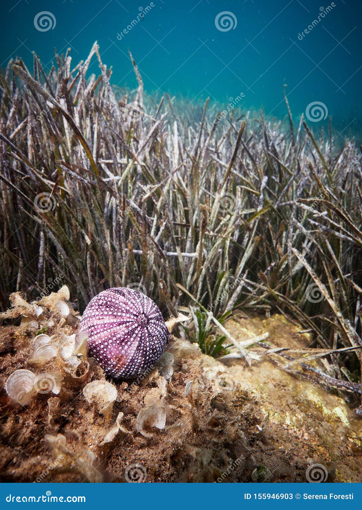 Seabed with an Urchin Shell Stock Image - Image of ocean, life: 155946903