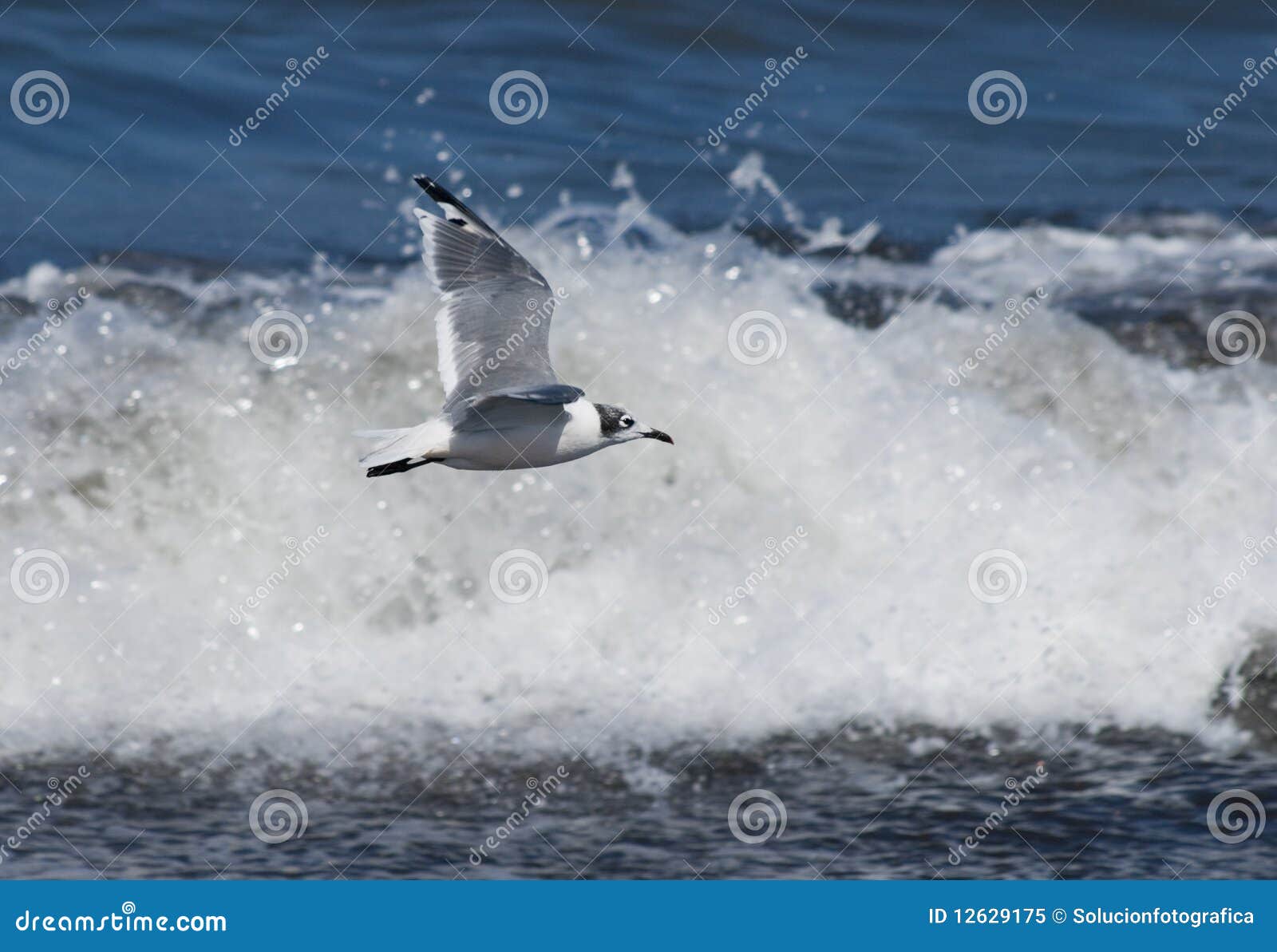 Seabird stock image. Image of coast, beautiful, atlantic - 12629175