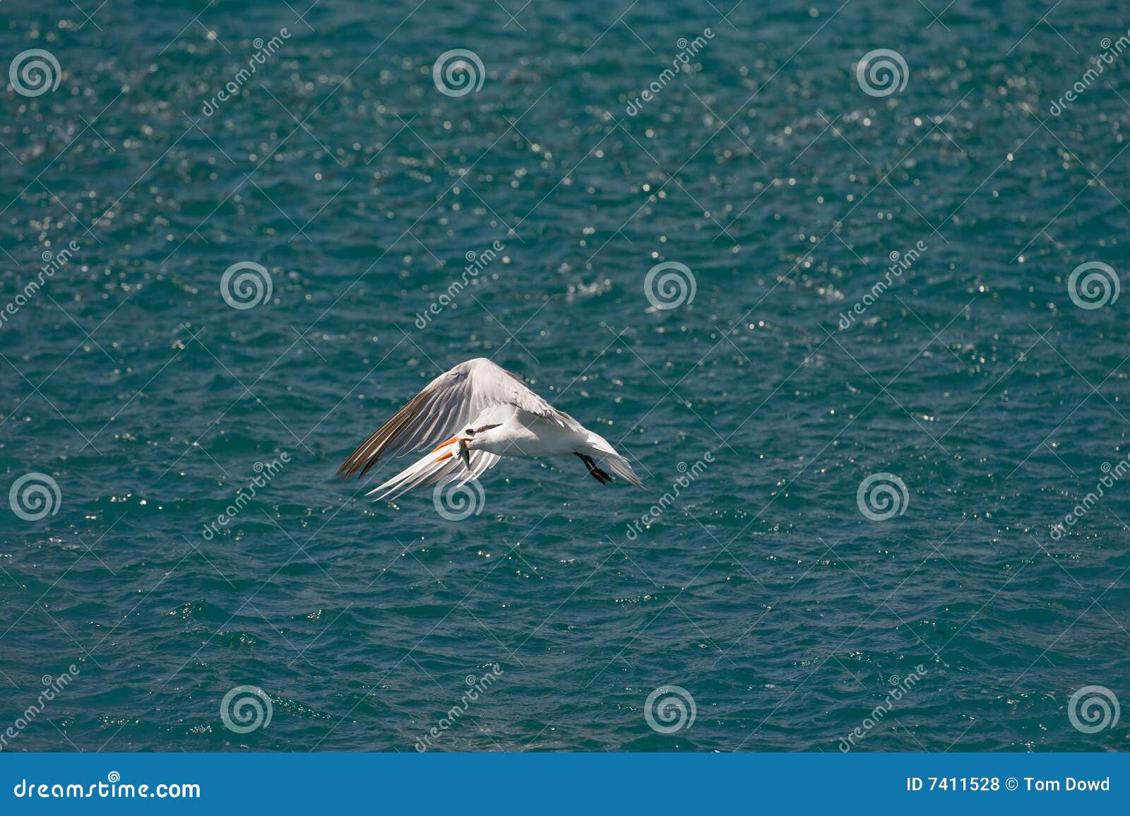 Seabird carrying fish stock photo. Image of meal, white - 7411528