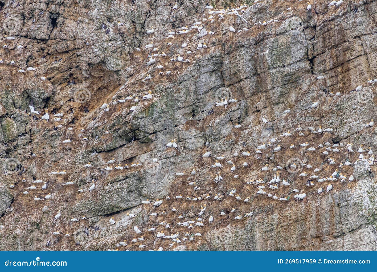Seabird colony stock image. Image of colony, coastal - 269517959