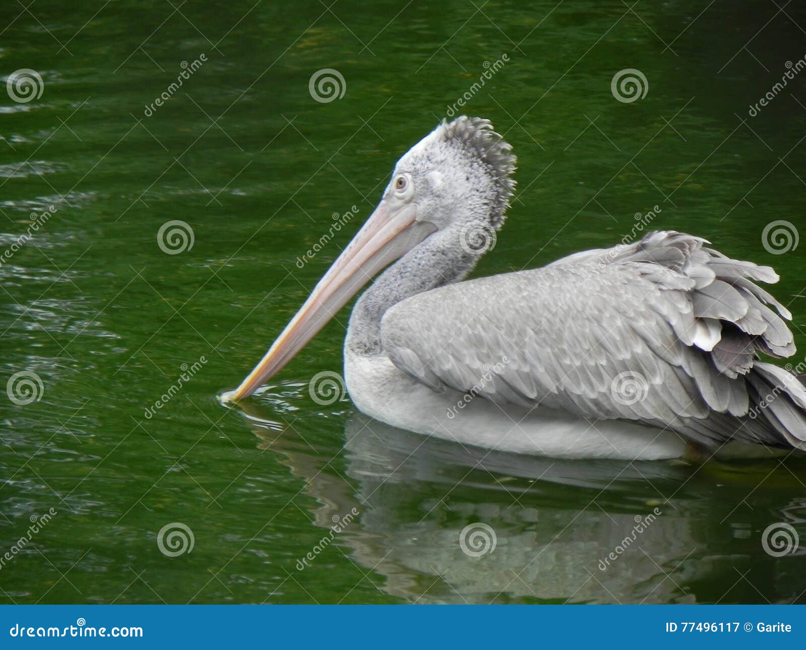 Seabird stock image. Image of feather, seabird, bird - 77496117