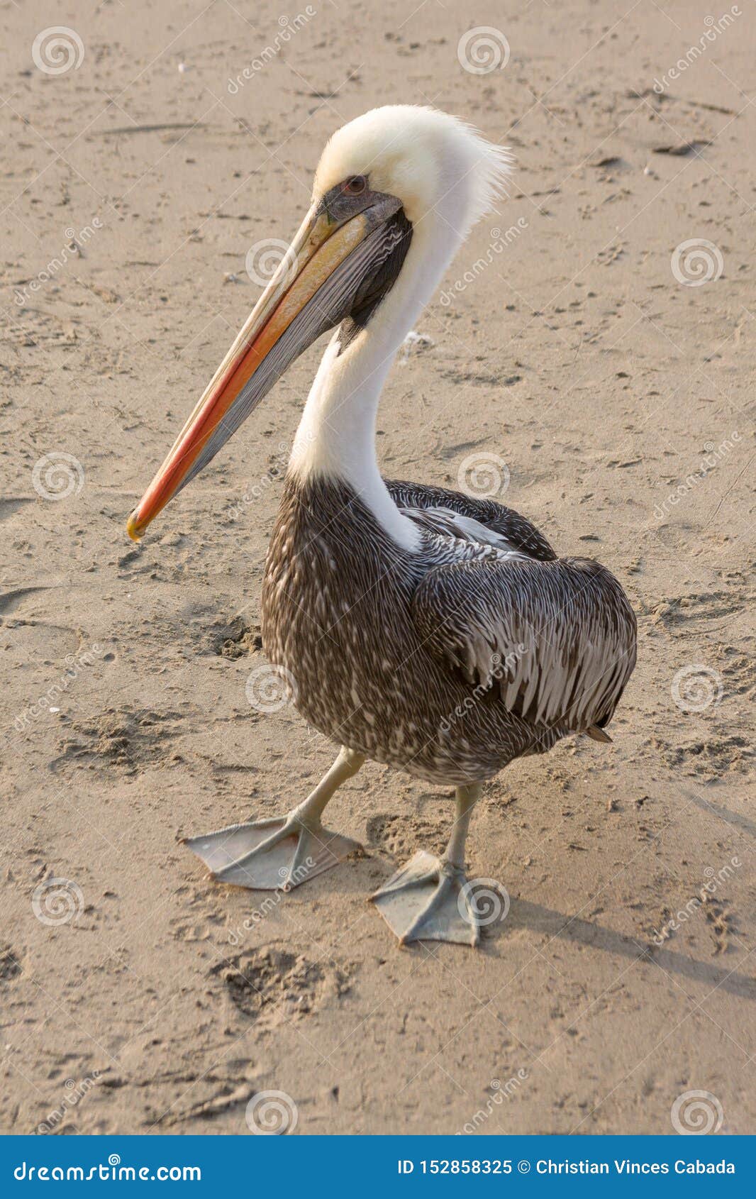 Peruvian Pelican or Pelecanus Thagus on the Beach Stock Image - Image ...