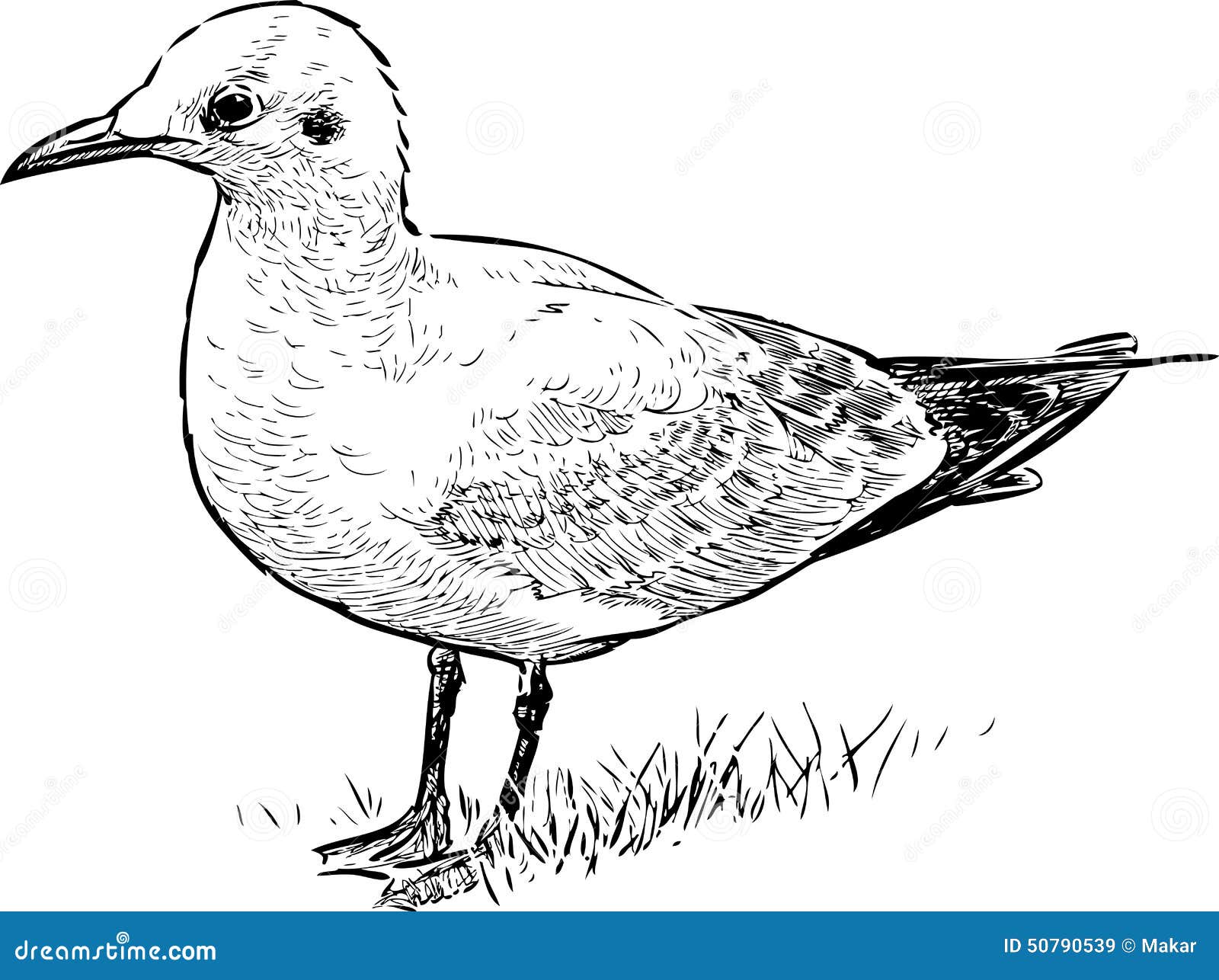Seabird Shore Stock Illustrations – 34 Seabird Shore Stock ...
