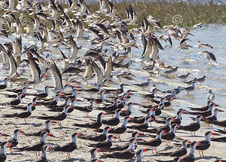 Seabirds stock photo. Image of salt, bird, brackish, skimmers - 27928596