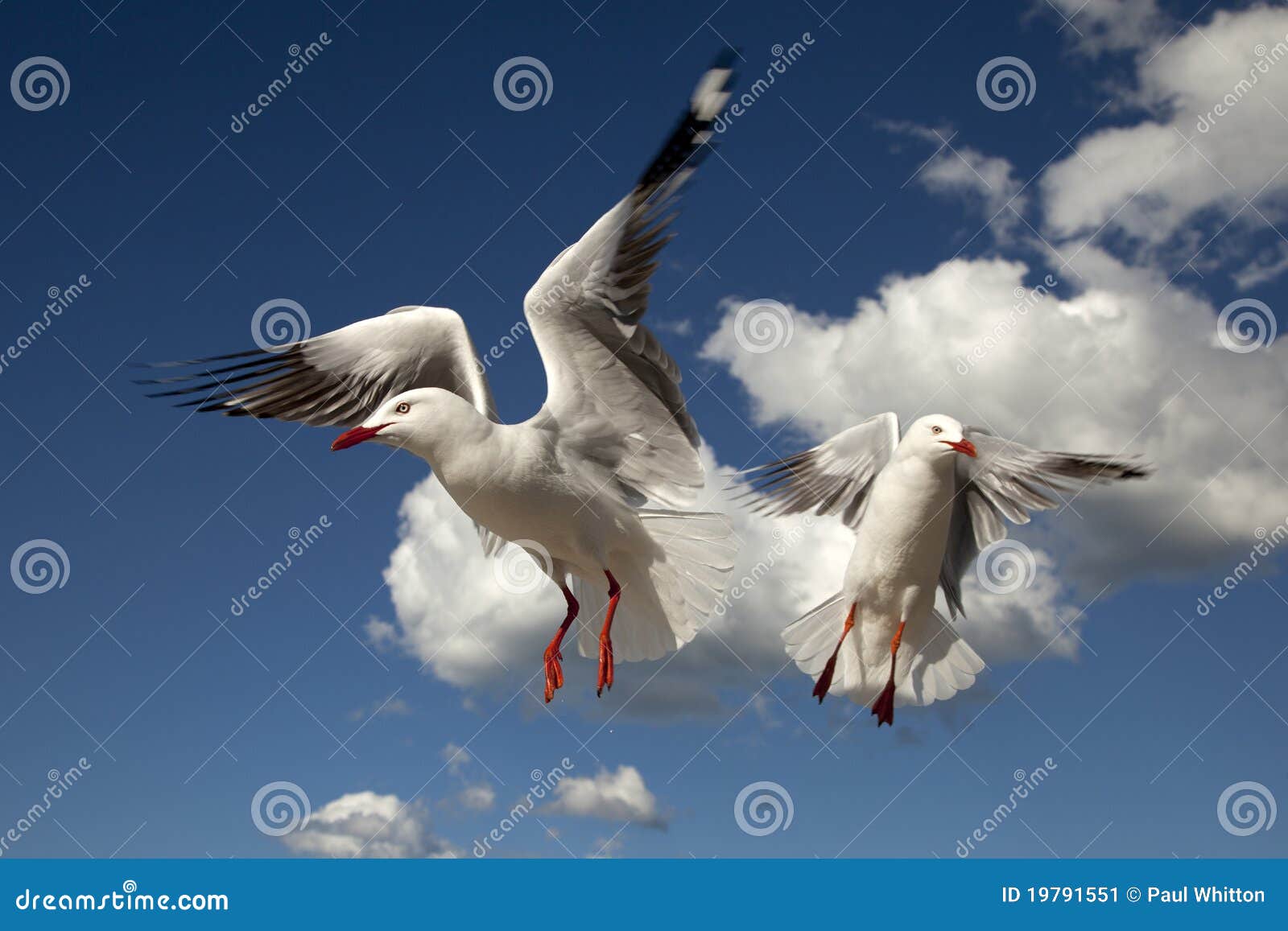 Seabirds in flight stock image. Image of wild, seagull - 19791551