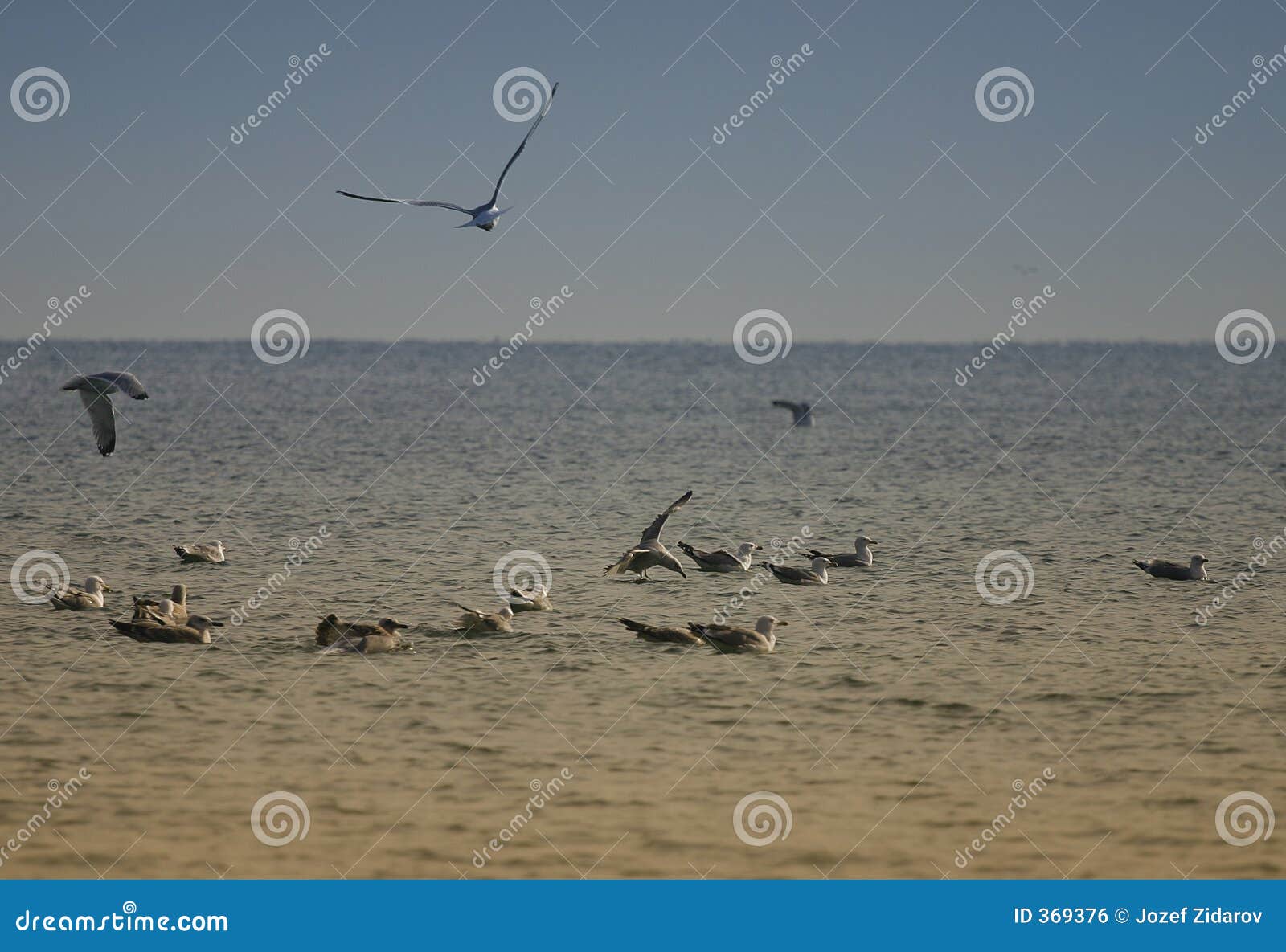 Seabirds on ocean stock photo. Image of laridae, floating - 369376