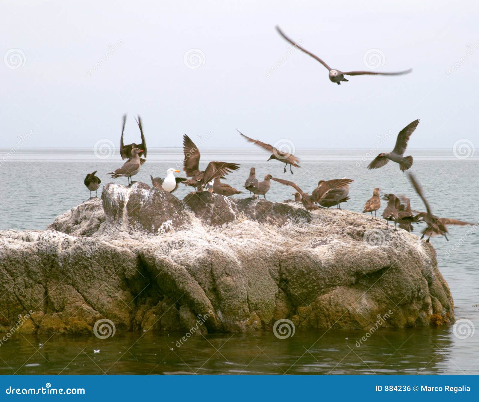 Seabirds on rock stock photo. Image of midair, details - 884236